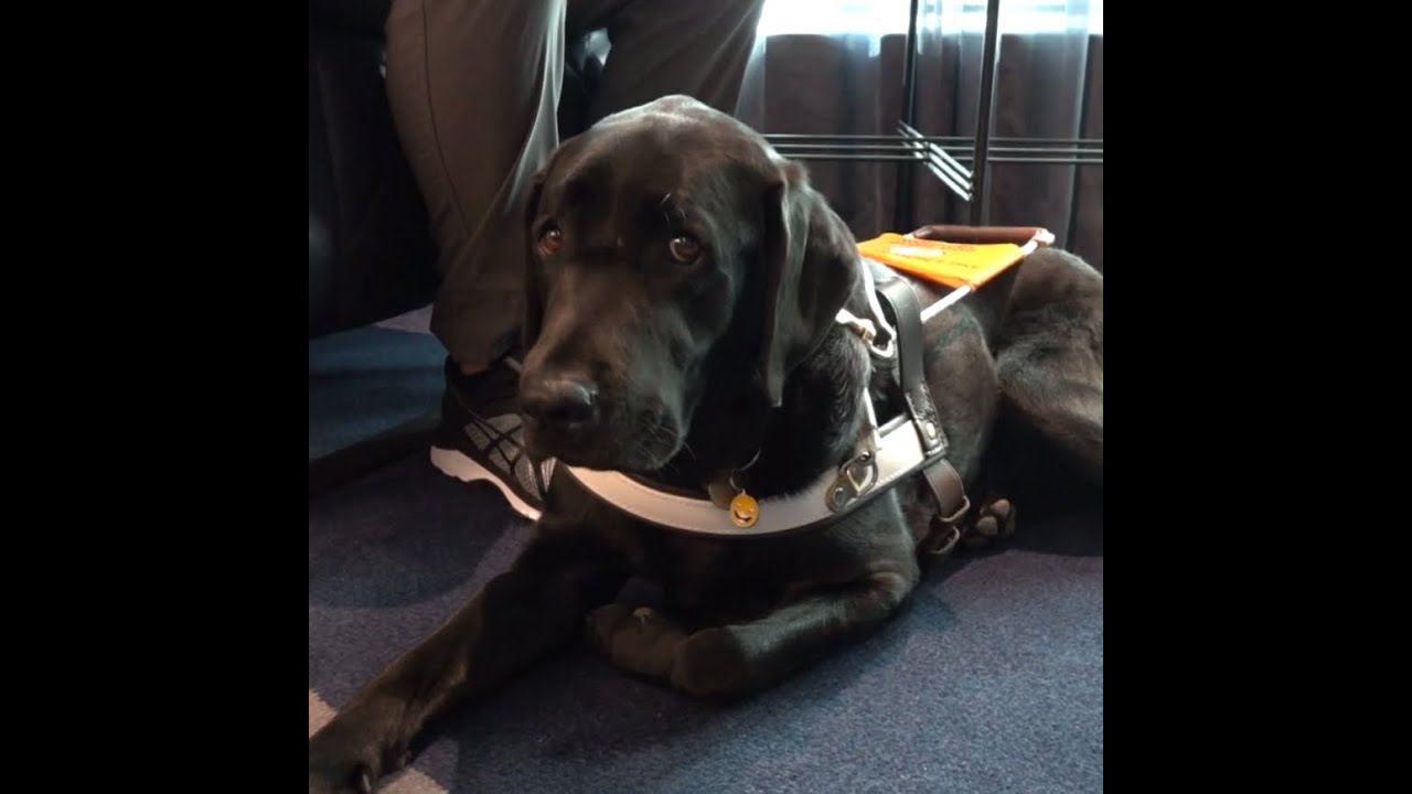 Happy International Guide Dog Day! - YouTube