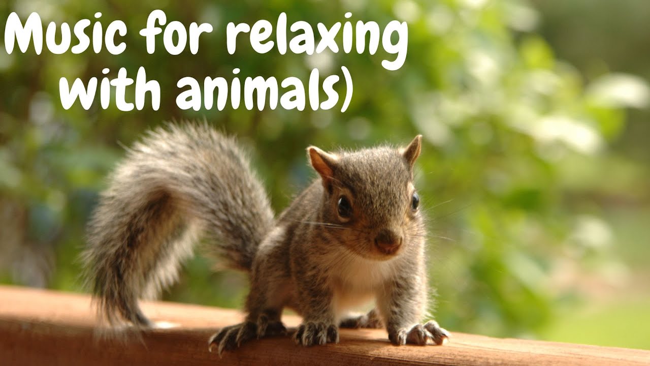 RELAXING MUSIC WITH CUTE ANIMALS 4K!🐿️🐰 - YouTube
