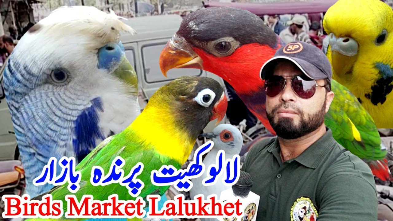 Lalukhet Birds Market Latest Update 26-Sept-2021 - YouTube