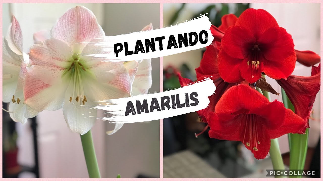 Cómo plantar bulbos de amarillis//amaryllis (hipeastrum) (azucenas ...