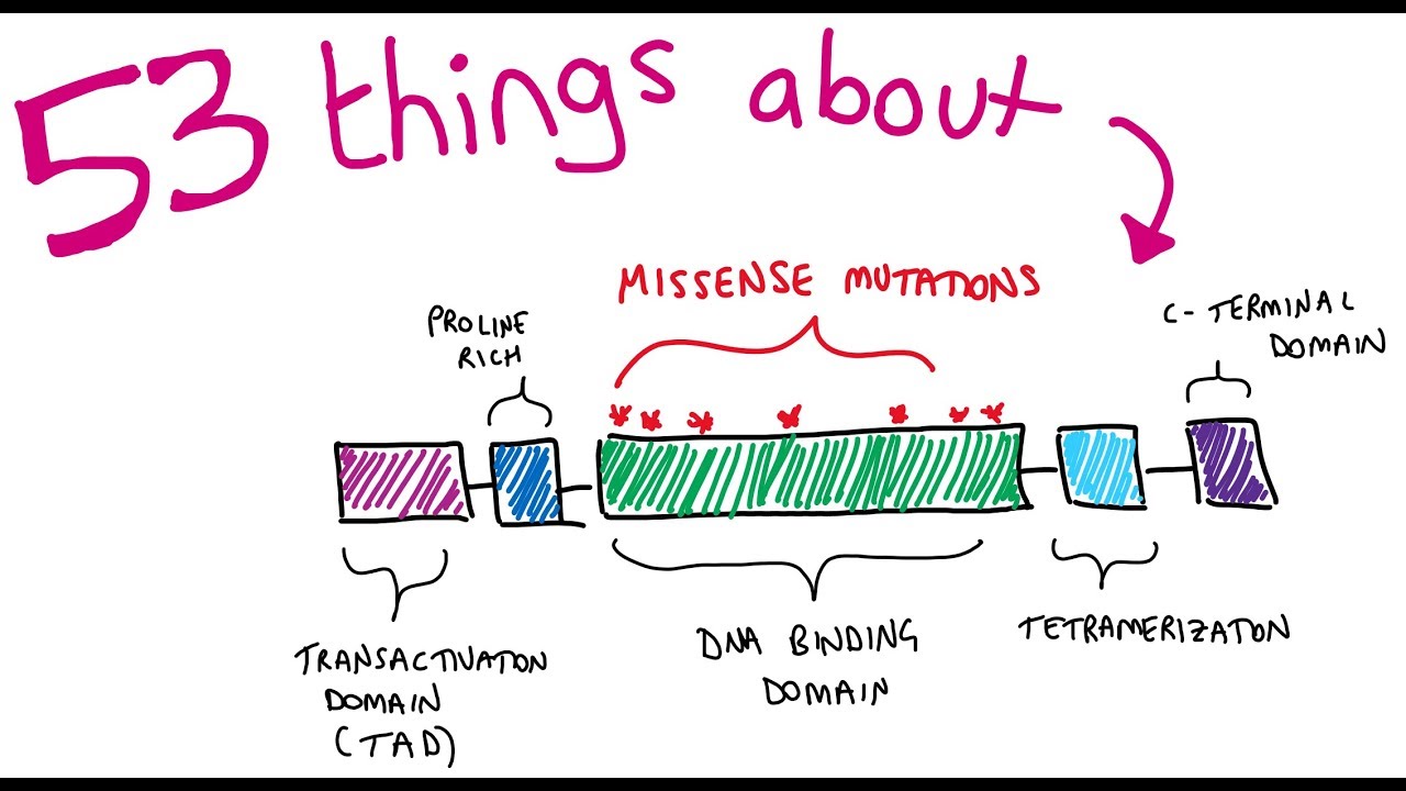 53 things about p53 (facts about the guardian of the genome) - YouTube