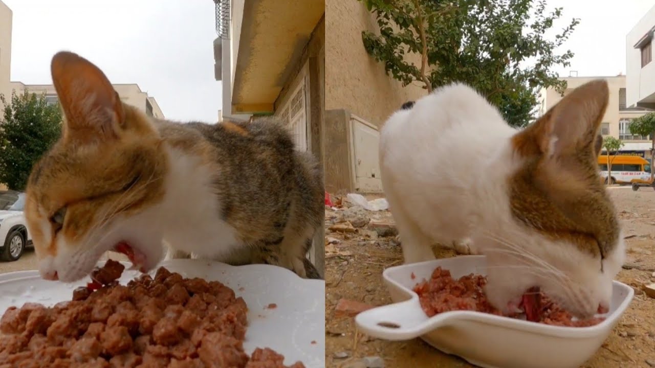 The two cute stray cats who were sleeping on the street are very hungry ...
