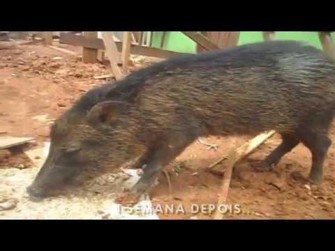 FEEDING WILD BRAZILIAN PIG! VERY DANGEROUS!!! (ano 2016) - YouTube