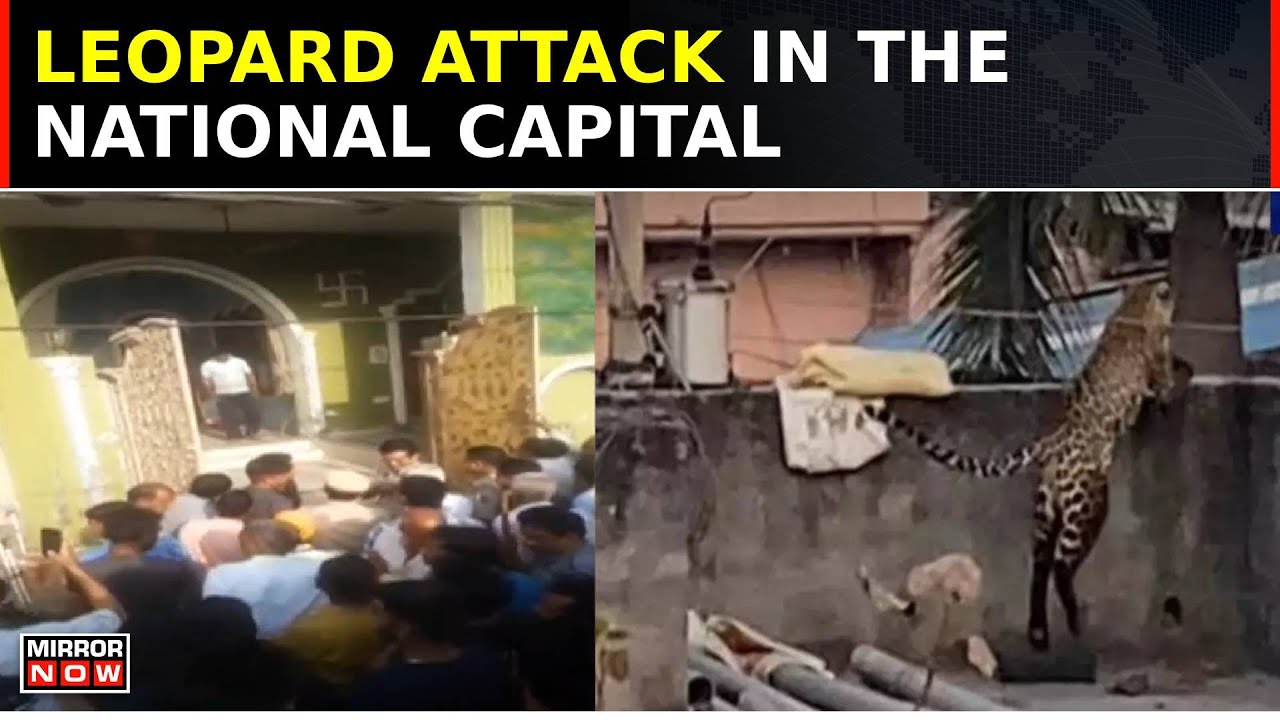 Rogue Leopard Attacks Locals In Delhi; Injured Taken To Hospital ...