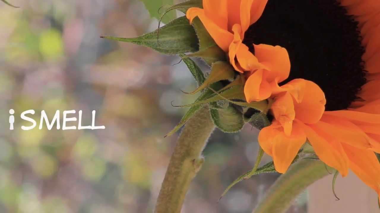 'I Smell...' by PatrickGeorge - YouTube