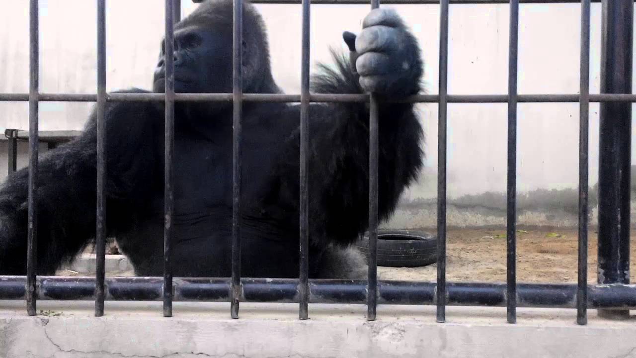 dubai zoo partk in king kong - YouTube