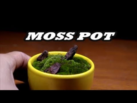 How to make a moss pot | DIY || Comment faire un pot de mousse - YouTube