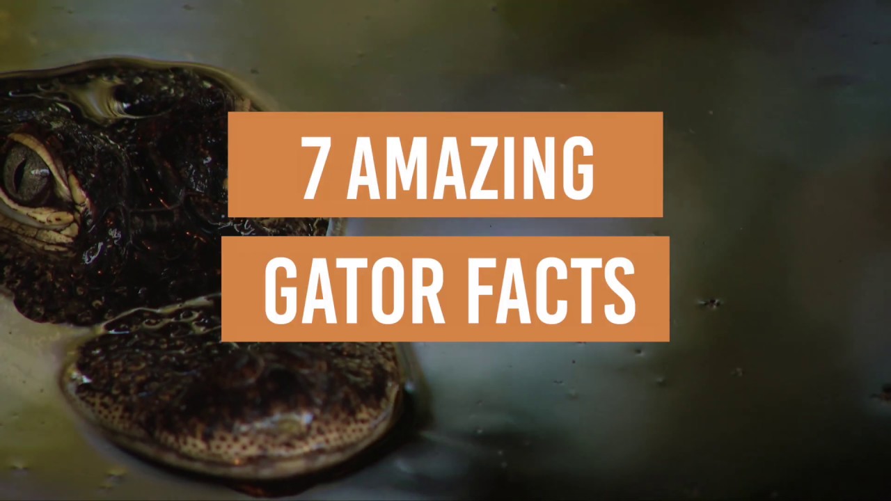 How alligators could help save humanity - YouTube