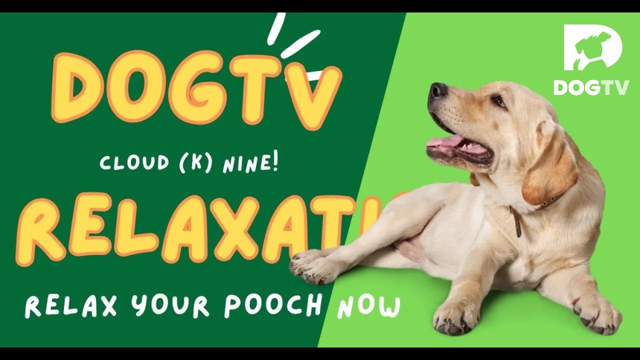 DOGTV RELAXATION: Cloud Ca-NINE - YouTube