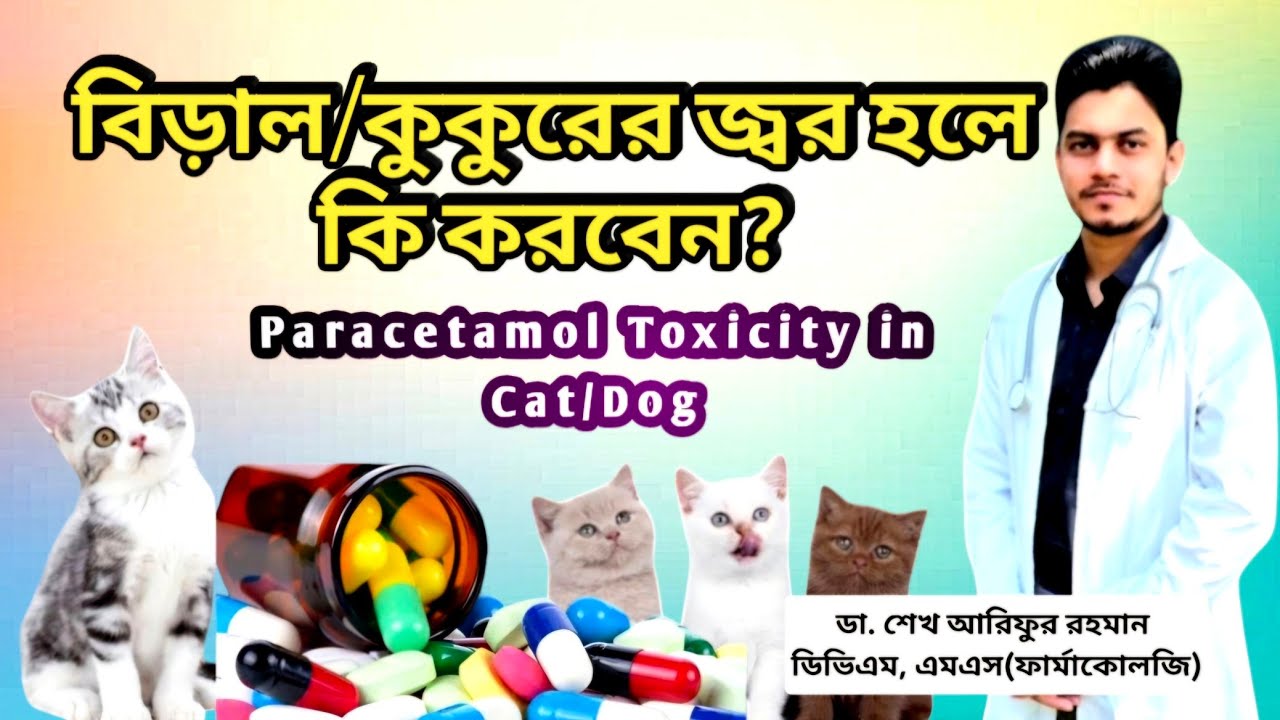 বিড়ালের জ্বর হলে কি করতে হবে | Paracetamol Toxicity in Cat/Dog | Dr ...