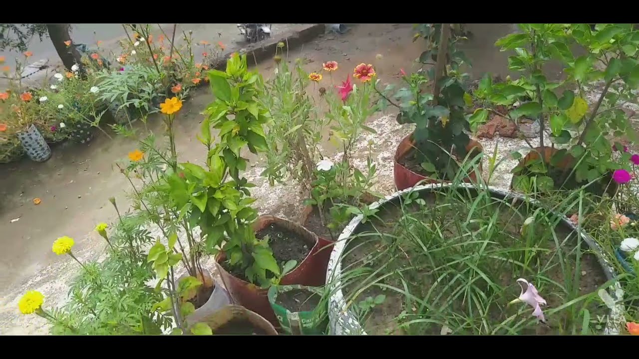 💞#Bina grafting ke new flower#🌼😊 - YouTube