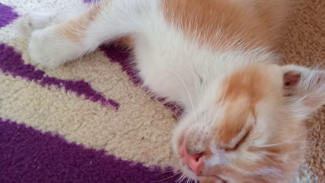 Matahari dan Hitam....kucing alif - YouTube