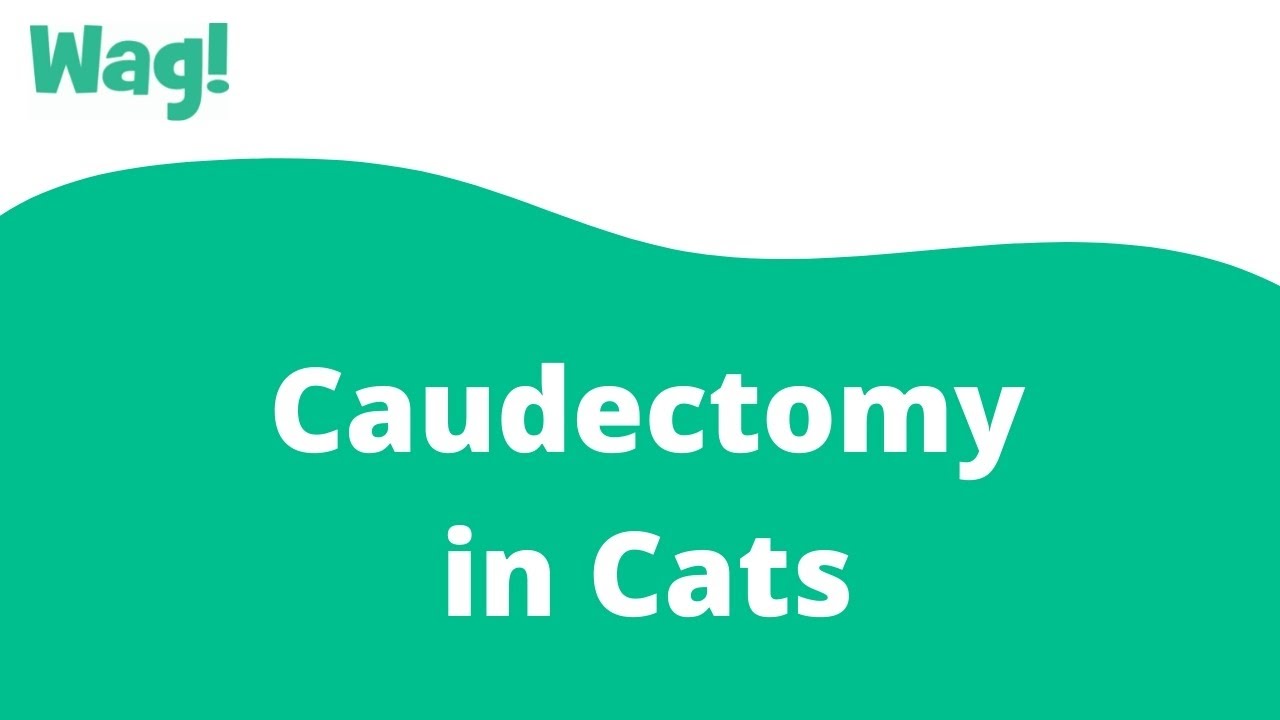 Caudectomy in Cats | Wag! - YouTube