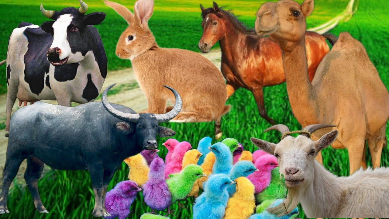 Cute Farm Animals Sound Chicks Rabbit Sheep Cow Horse Pig Camel Swan ...