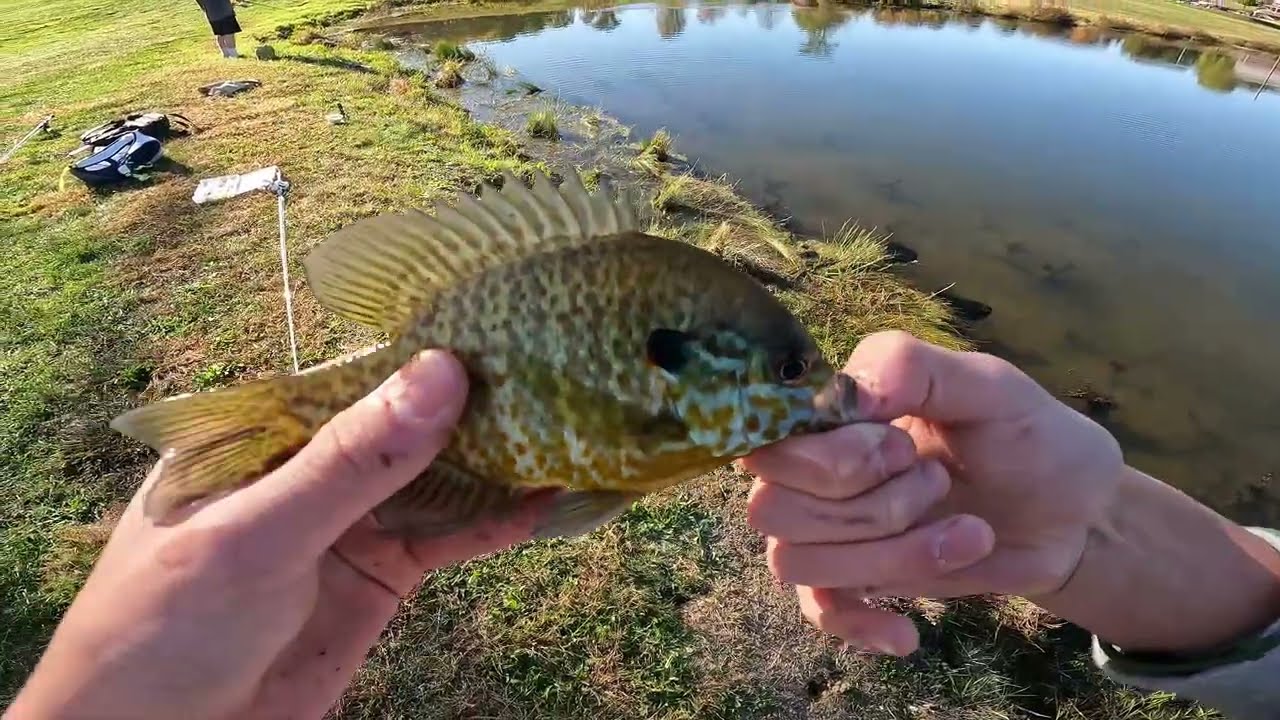 Fishing Golf Course Pond with Ultra-Light Rod! - YouTube