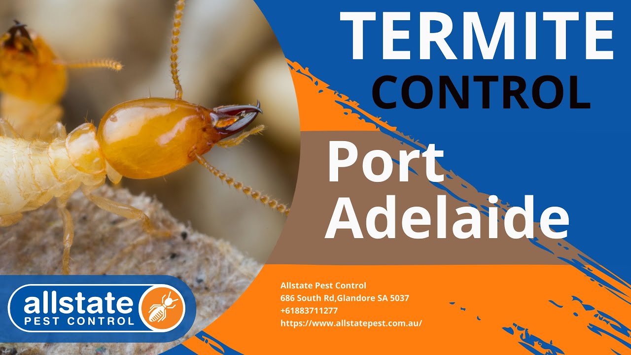 Termite Control Port Adelaide - YouTube