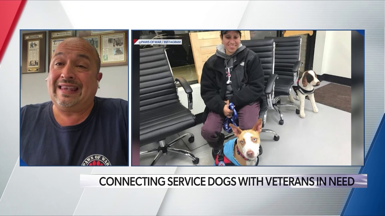 Paws of War interviewed by Tom Basile of Newsmax - YouTube