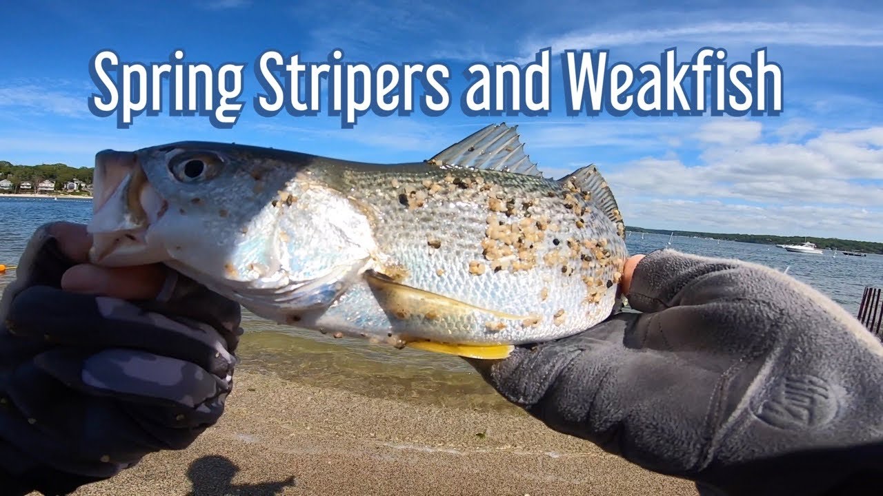 Spring Stripers and Weakfish Long Island NY [4K60] - YouTube
