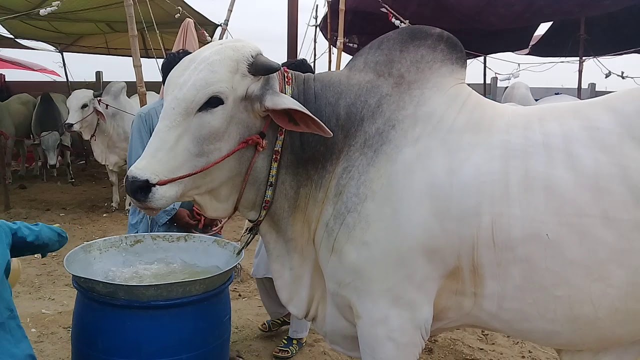 Sibbi bull in sorhab goth mandi karachi2019 - YouTube