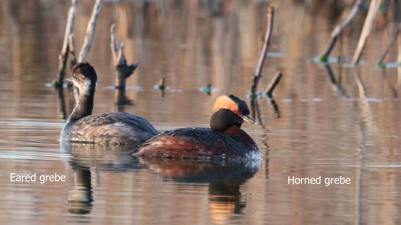 Eared Grebe vs Horned grebe - comparison - YouTube