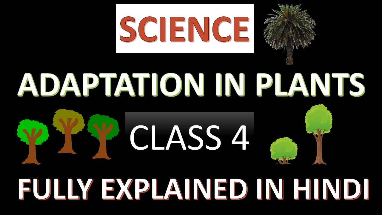 adaptation in plants class 4 | class 4 adaptation in plants | fully ...