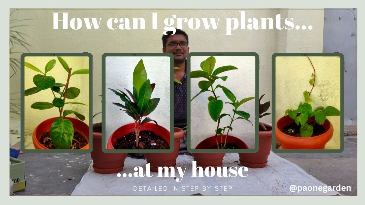 2024's Trendiest Bright Indirect Light Plants for Your Home - YouTube