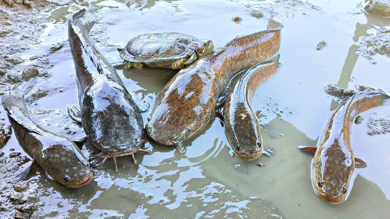 Tangkap ikan lele raksasa dalam lubang, ikan ikan gabus, ikan hias ...