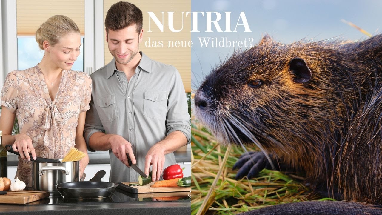 Nutria - das neue Wildbret? - YouTube