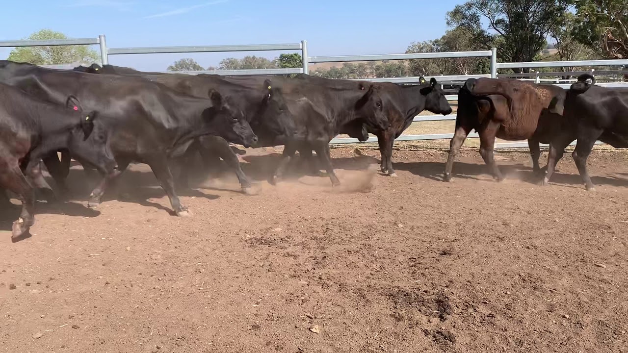 Proudford PTIC 3.5 year old cows - YouTube