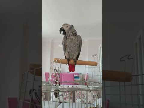 müzik dinlerken çıldıran papağan papi