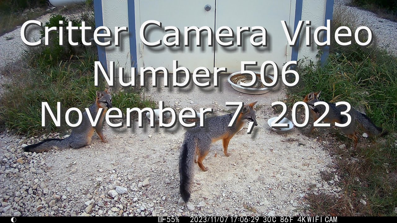 Critter Camera Video Number 506 November 7, 2023.#CritterCamera # ...