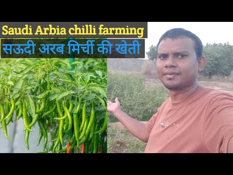 अब मिर्ची आने वाली है ll मिर्ची खेती कैसे होती है सऊदी अरब मे ll Saudi ...