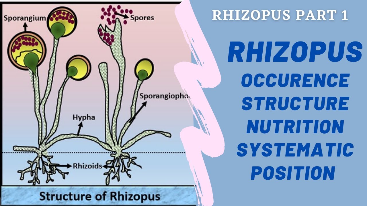 Rhizopus Fungi Diagram