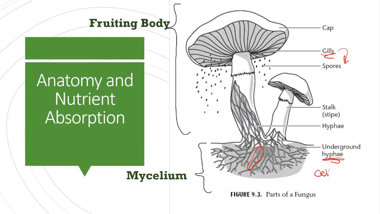 Fungi Kingdom - YouTube