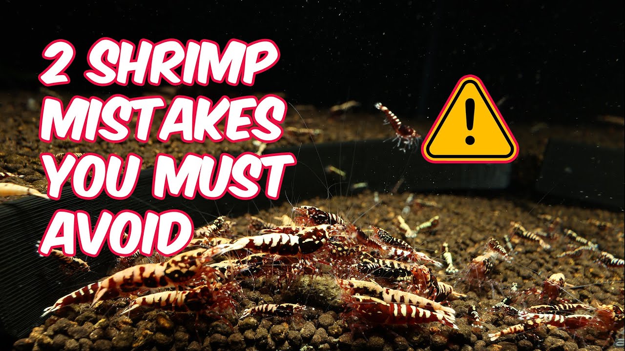 My BIGGEST Shrimp Keeping Mistakes! - YouTube
