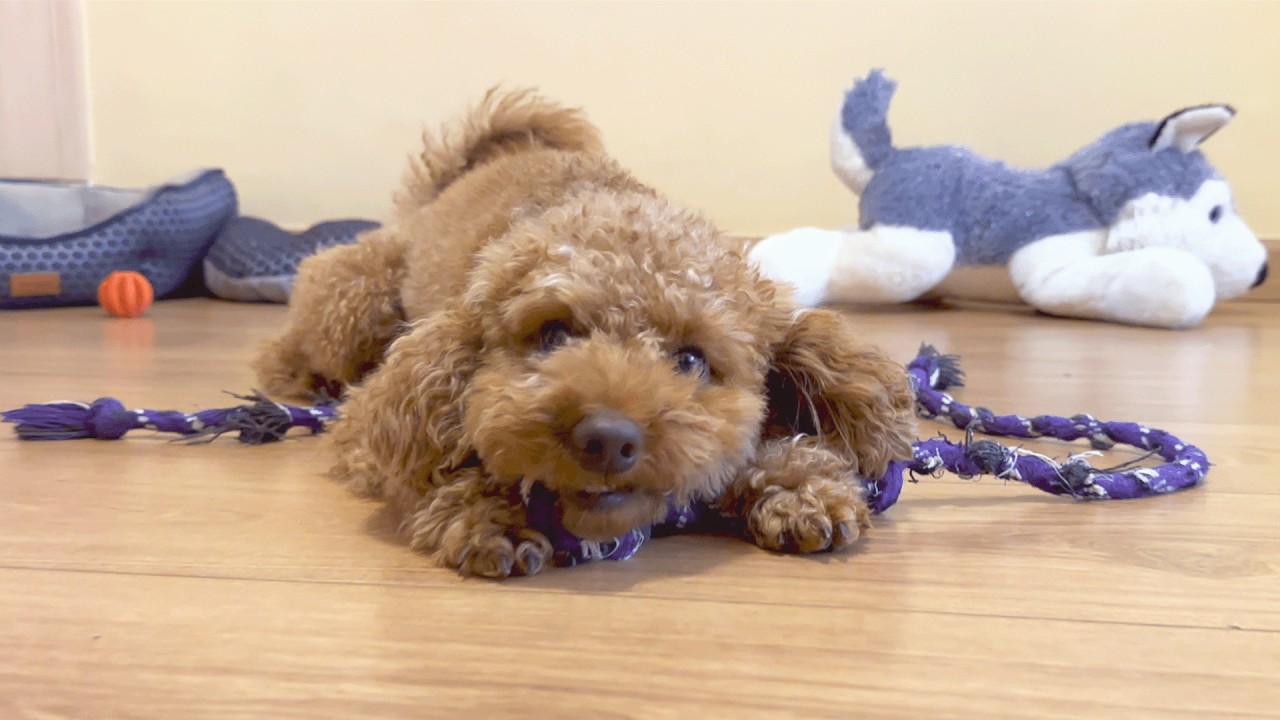 Charlie the Red Toy Poodle Loves Tug of War! Watch His Adorable ...