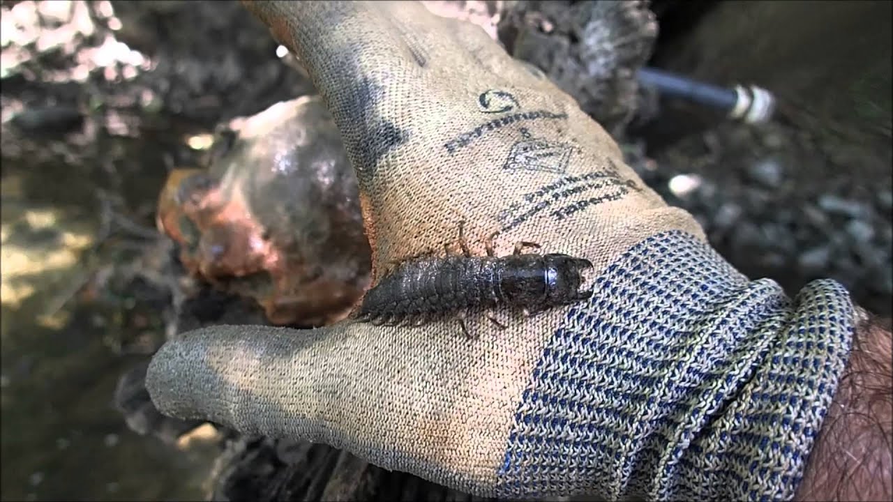 Hellgrammite: Guardian Of The Boom Ball - YouTube