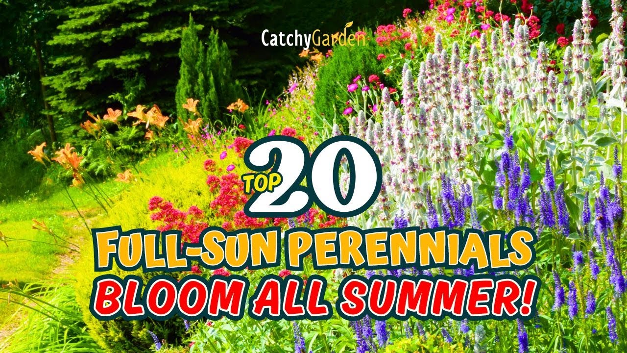 TOP 20 FULL-SUN PERENNIALS that BLOOM ALL SUMMER! 🌼🌞🌻 // Gardening ...