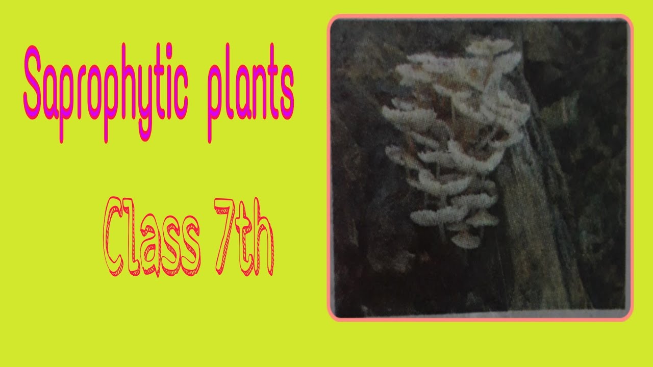 Saprophytic plant - YouTube