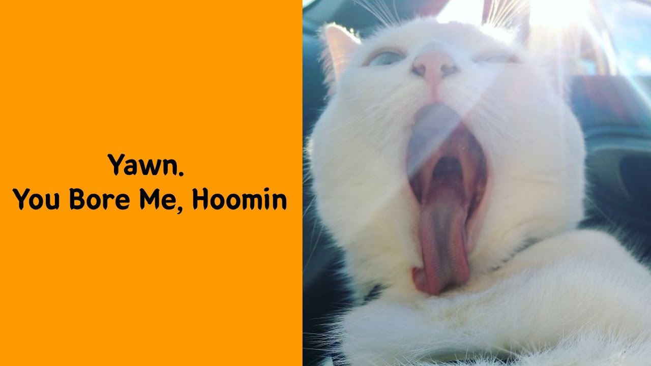 50 Over Dramatic Cats Who Deserve An Oscar 5/5 - Funny cat - YouTube