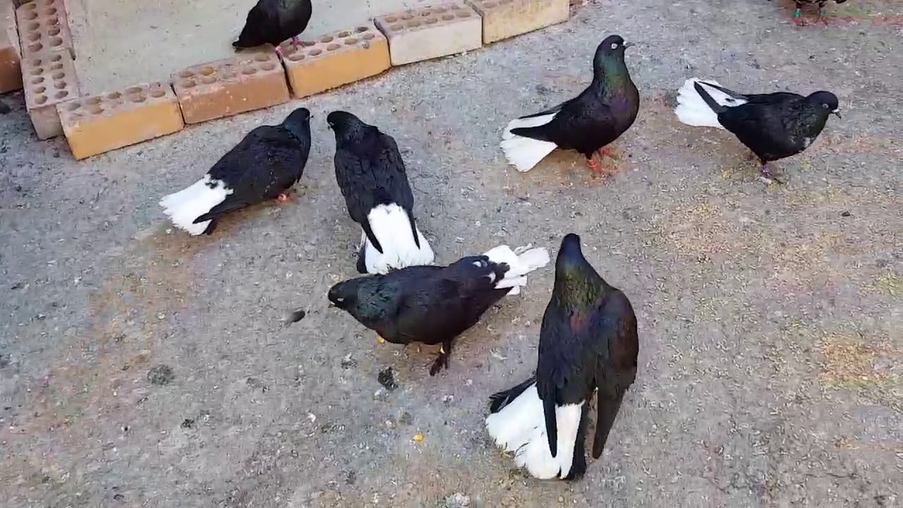 Beautiful Donek Pigeon 2019 - Tail white - YouTube