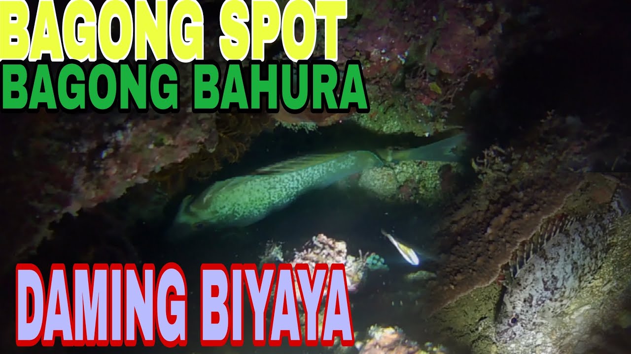 eps.66 BAGONG SPOT, BAGONG BAHURA,DAMING BIYAYA |Night Spearfishing ...