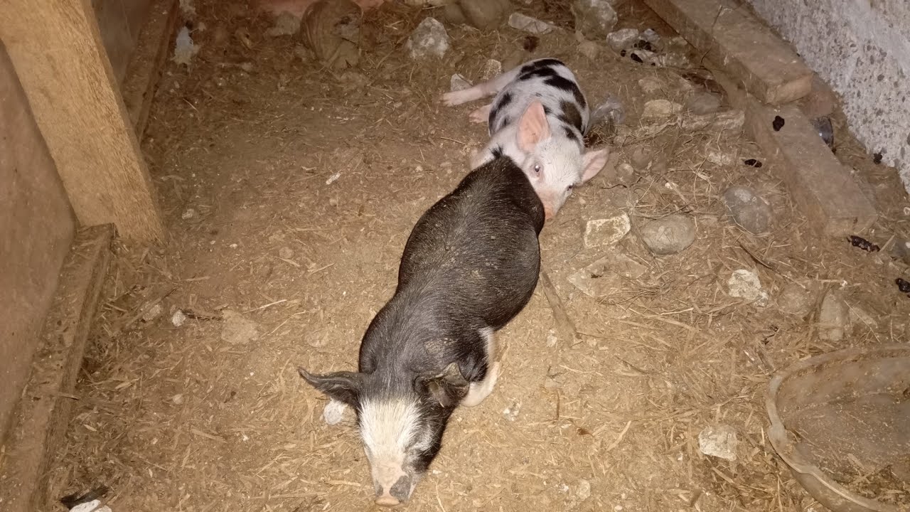 NATIVE PIGS (BINISAYA NA BABOY) - YouTube