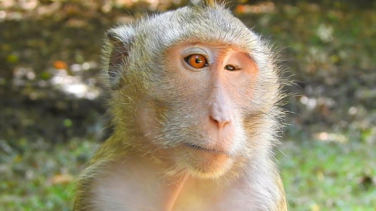 Shamika One-sided blind monkey. - YouTube