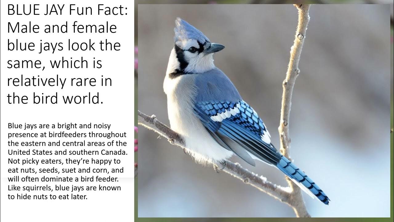 knowledgebase || knowledge || BLUE JAY Fun Fact | - YouTube