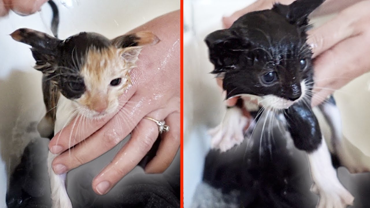 KITTENS FIRST BATH! *WARNING CUTENESS OVERLOAD* | NICOLE SKYES - YouTube