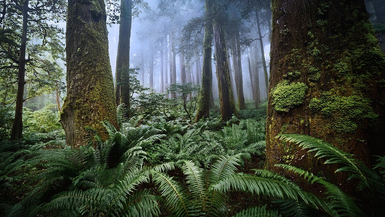 Soothing Birdsong & Gentle Wind Through the Trees | Relaxing Nature ...
