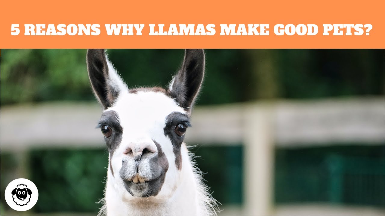 5 Reasons Llamas make GOOD pets - YouTube