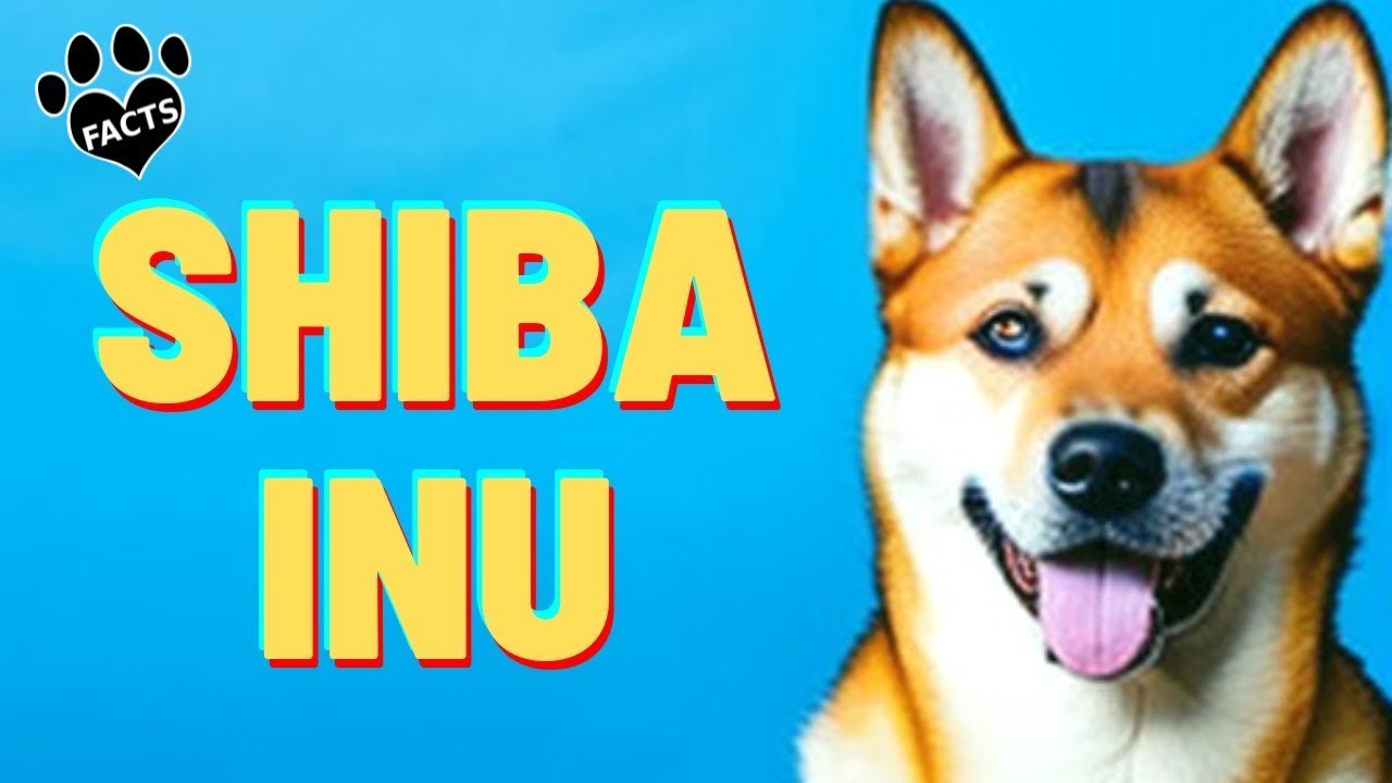 Shiba Inu Dogs 101 History, Appearance, and Personality - YouTube