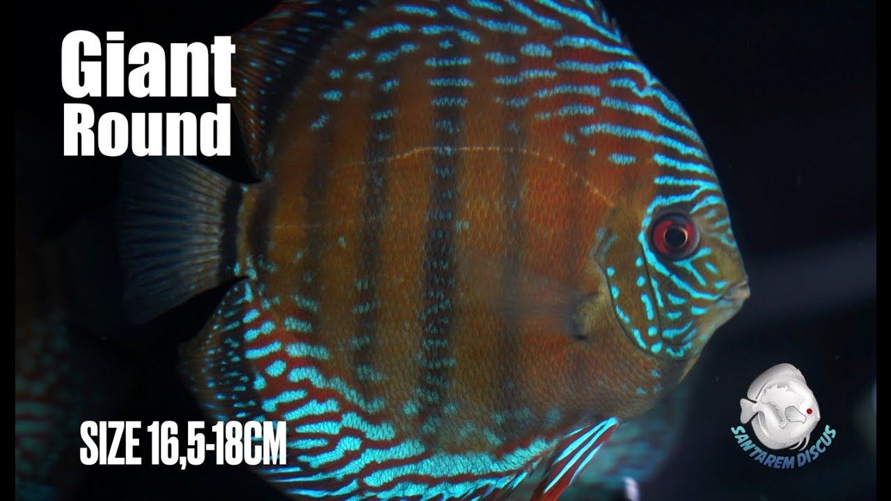 Wild Discus Giant and Round with 16,5 to 18 cms . See in 4K and select ...